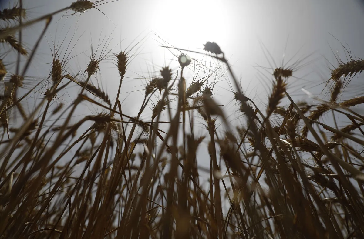 Espanjan maatalousministeri: Ruuan hinnannousu maailmanmarkkinoilla on ...