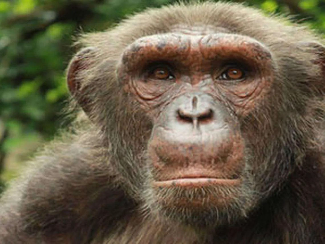 Apinat eivät tule koskaan kirjoittamaan Shakespearea – tästä se johtuu | Tivi