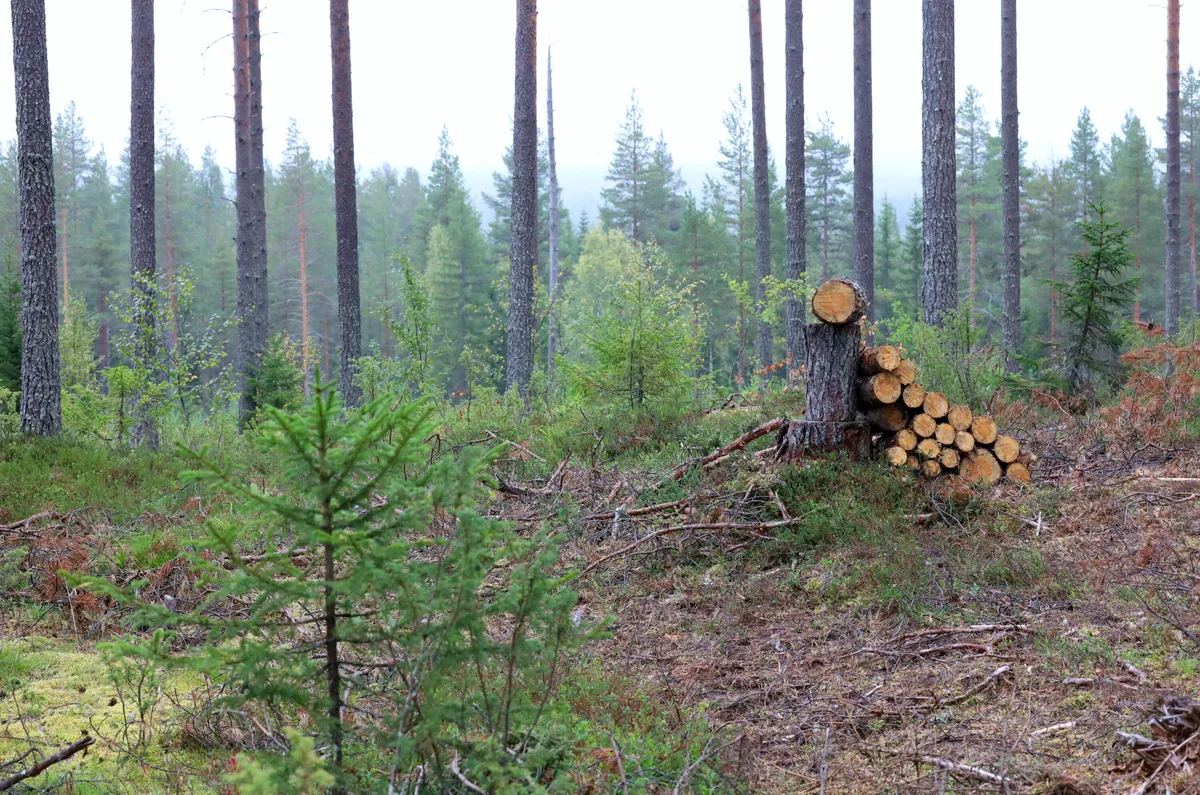 Poliisi tutkii useita Stora Ensoon, UPM:ään ja Metsä Groupiin ...