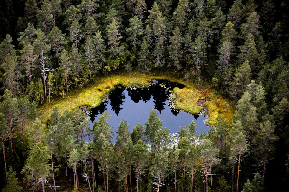 Kiinteistöt ja metsä vetävät rahastosijoittajia – Hyvät metsäkohteet ...