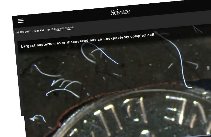 Käsittämätön löytö: Maailman suurin bakteeri on 2 cm pitkä eli 10 000 ...