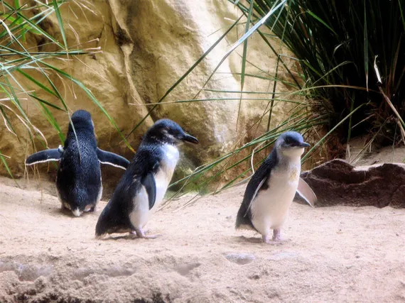 Pingviineillä Jykevät Turvatoimet Tarkkampujat Uusi Suomi