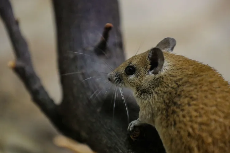 Hiiriltä löytyi aivojen vanhenemista peruuttava nuoruudenlähde, mutta ...