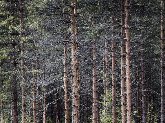 Suomen metsät uhrataan Euroopan ilmastotalkoille - "Siinä kävi kuin ...