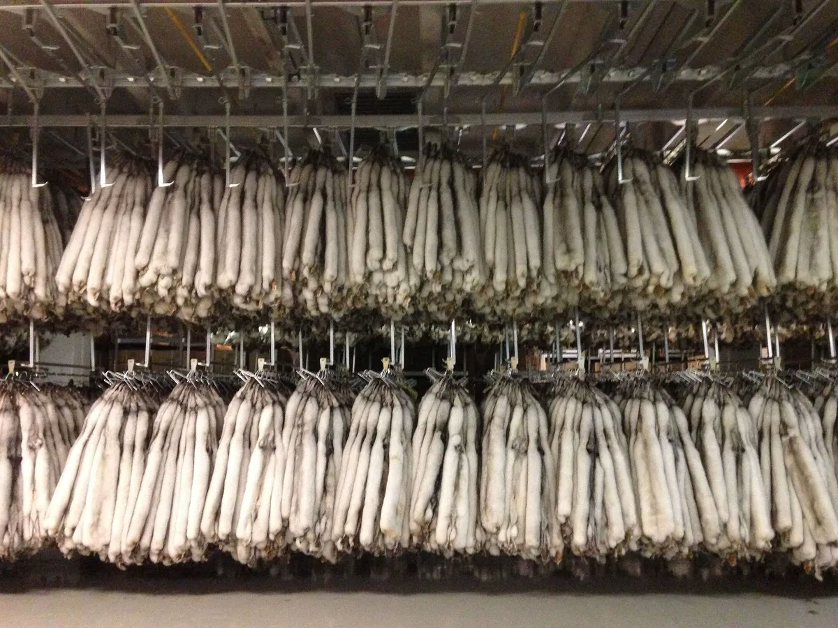 Saga Furs järjesti verkkohuutokaupan – Myynnin arvo 8 miljoonaa euroa ...