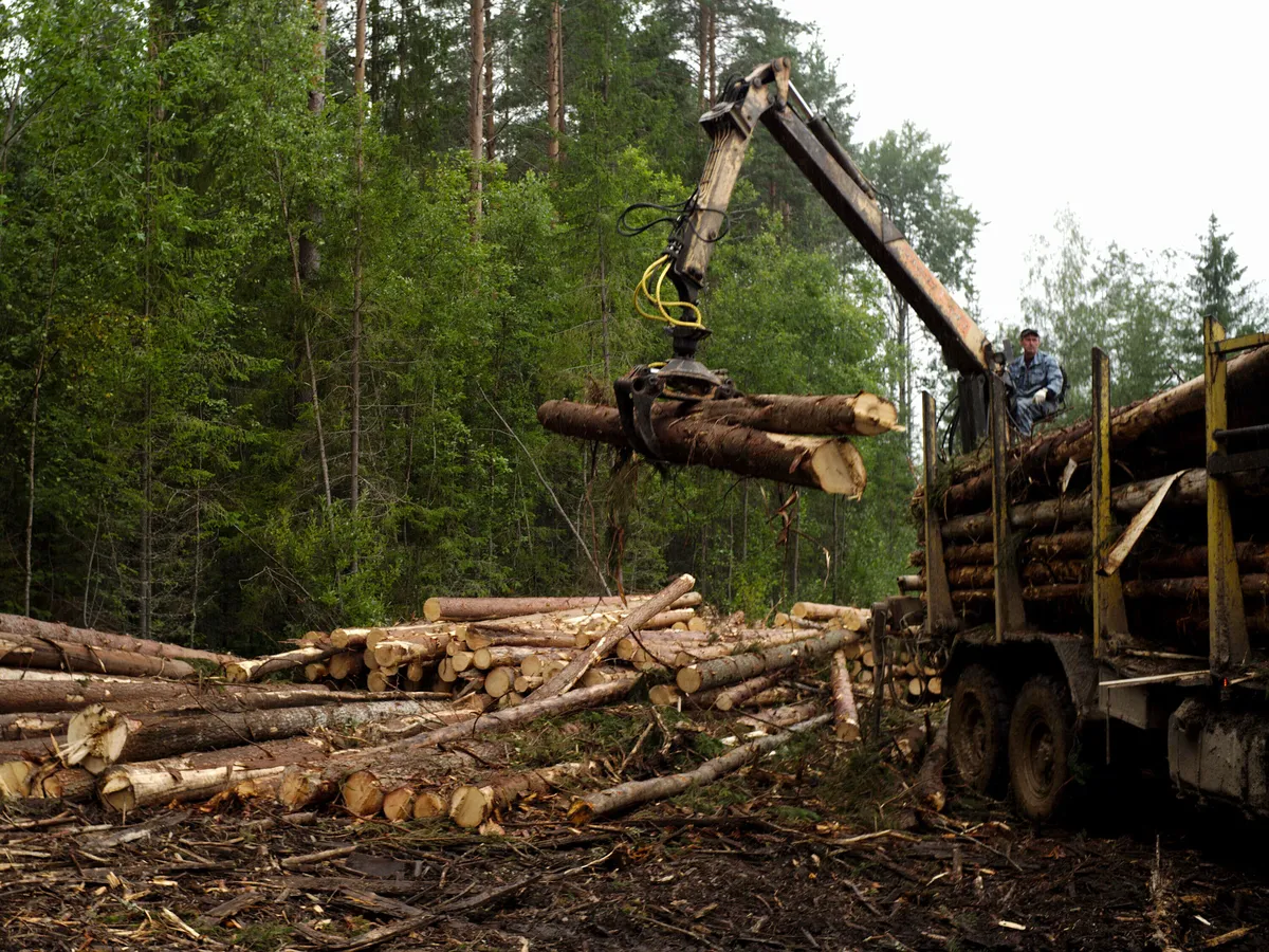 Puun tuonti Venäjältä vaikeutuu taas – Suomi on sijaiskärsijä, kun ...
