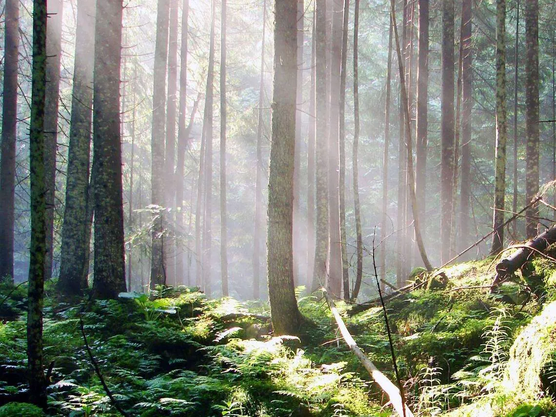 Maapallon keuhkot ”pidättivät hengitystään” 14 vuotta - hiilinielu ...