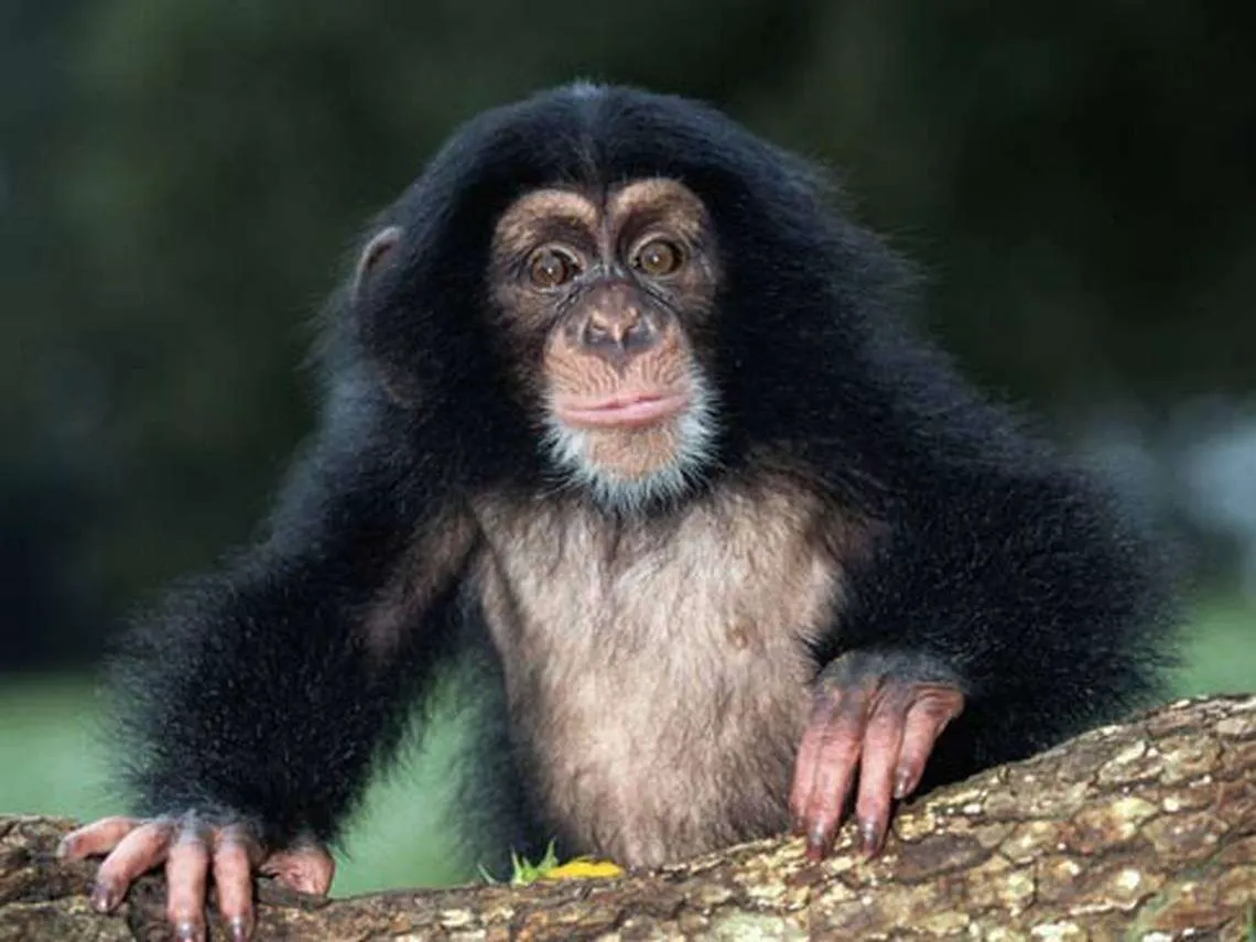 Simpanssi voitti oikeudenkäynnin - Sama sääntö pätee kuin ihmisiinkin ...