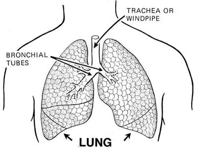 Ihmisen keuhkot onnistuttiin ensi kertaa kasvattamaan laboratoriossa ...