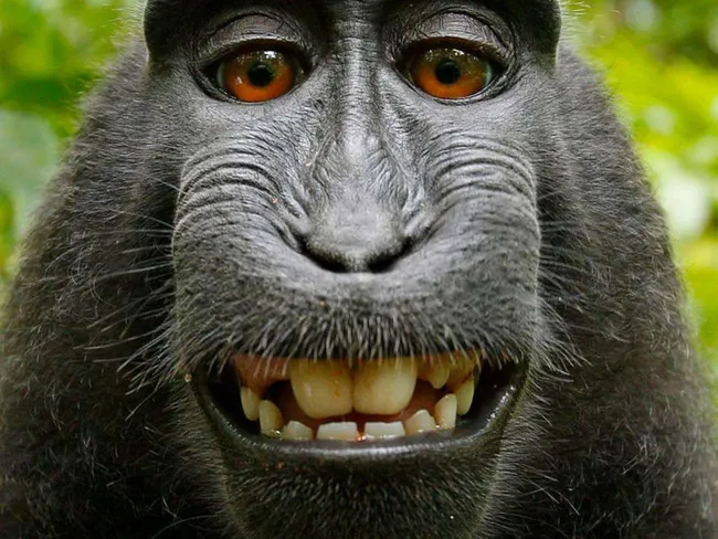 Kun apina ottaa kuvan, kenelle kuuluvat tekijänoikeudet? - Oikeus ...