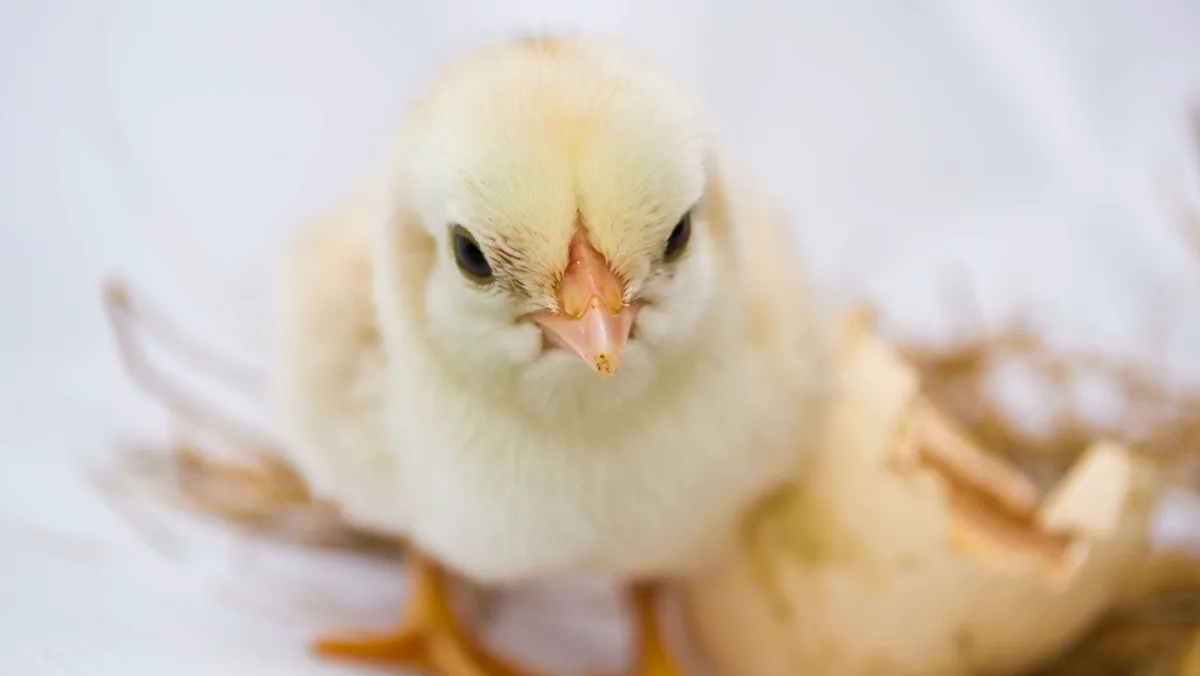 Tutkijat uskovat: Muna oli ennen kanaa – ja kaikkia muitakin eläimiä ...