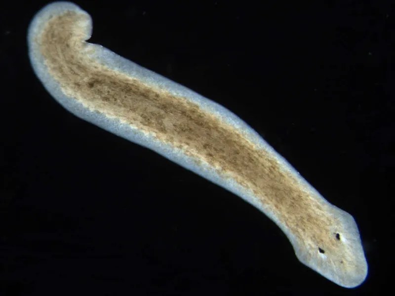 Se on joko tai – Tämä mato voi joko lisääntyä seksin avulla tai ...