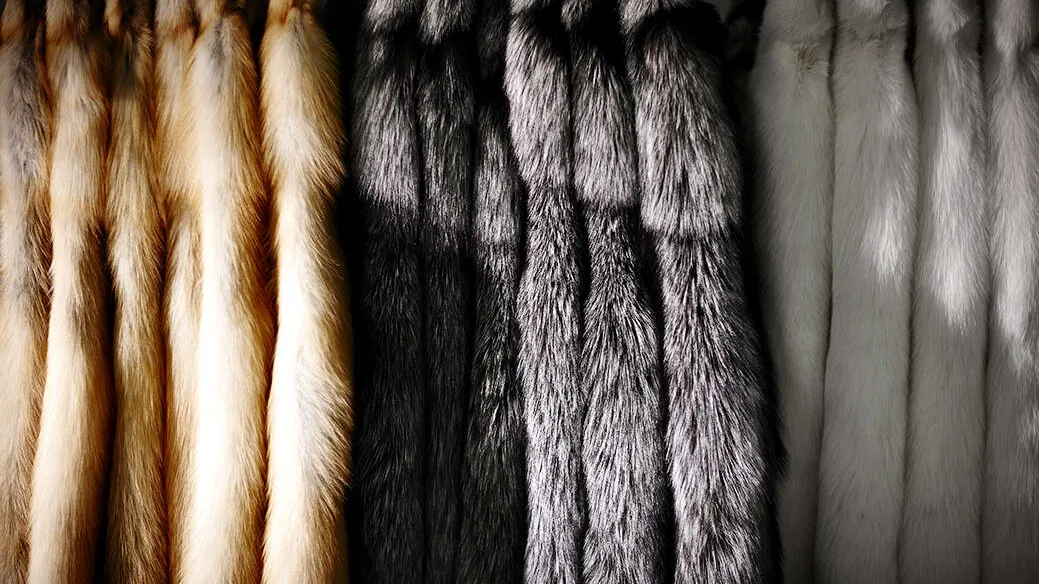 Saga Fursin tulos vertailukauden tasolla – Osinko kasvaa | Arvopaperi