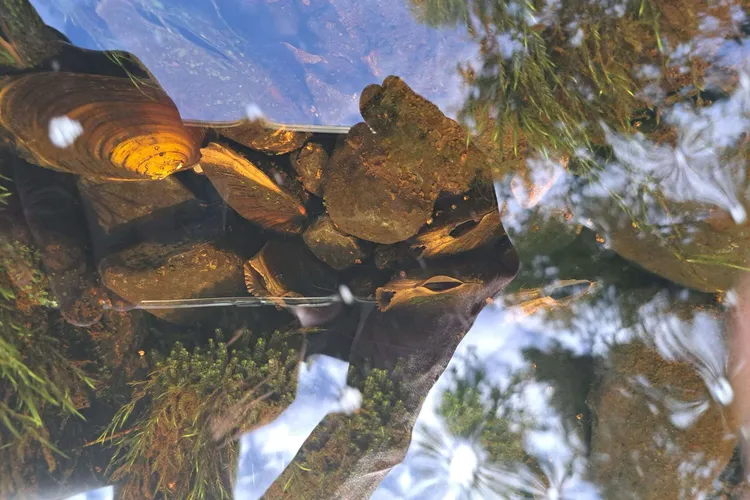 Näin paljon raakku nyt maksaa – Arvossa iso pomppu | Kauppalehti