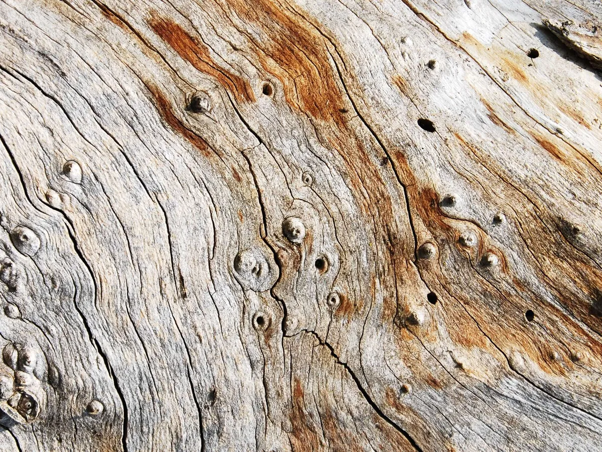 Tutkijat keksivät Ruotsissa sähköä tuottavan puun | Kauppalehti