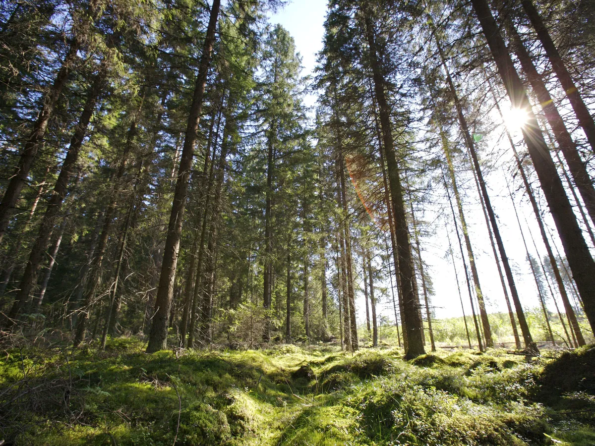 Kiinnostaisiko sijoittaa metsään? Oman palstan vaihtoehtona on ...