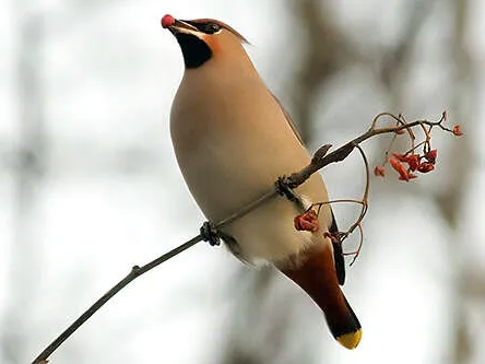 Yle: Pikkulinnut ottivat vahingossa kaatokännit | Uusi Suomi