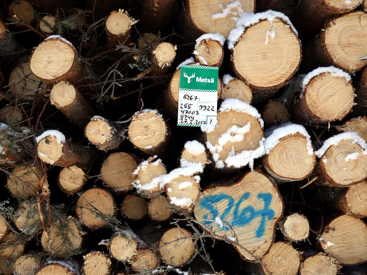 Metsänomistaja lausuu suorat sanat alan surkeista tuotoista Suomessa ...